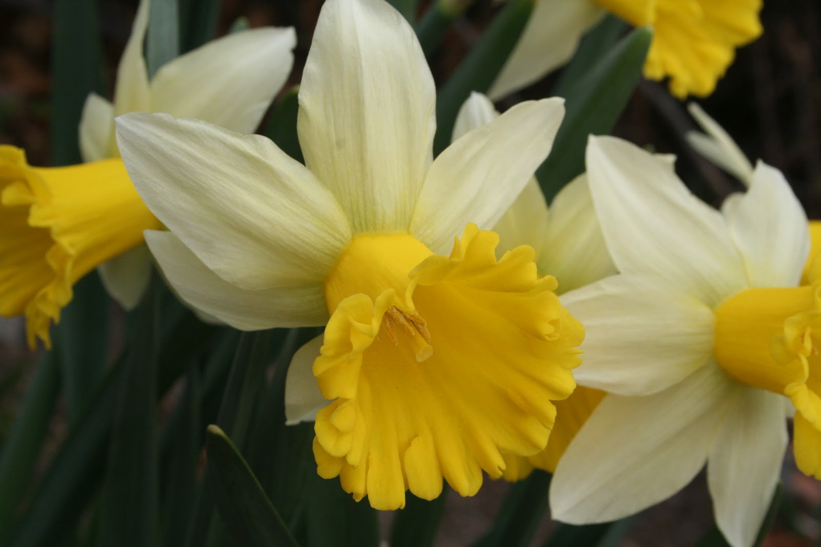 Gardens of Earthly Pleasures: Early Spring in My Garden