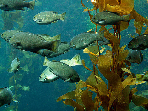 Opaleye ~ Aquatic Animals