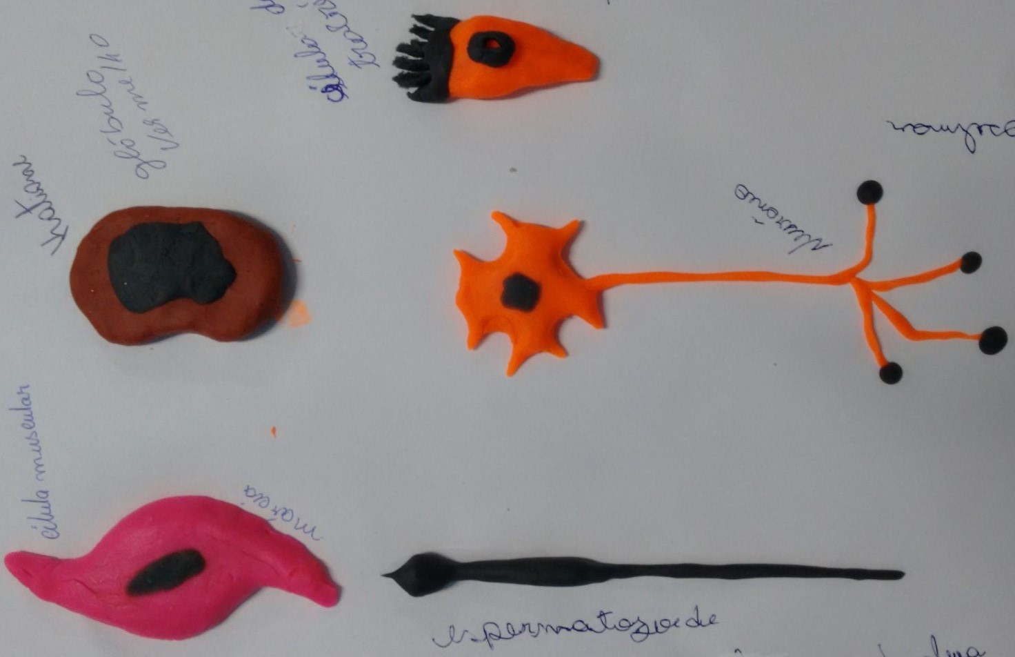 RosaBio: Forma das Células do Corpo Humano