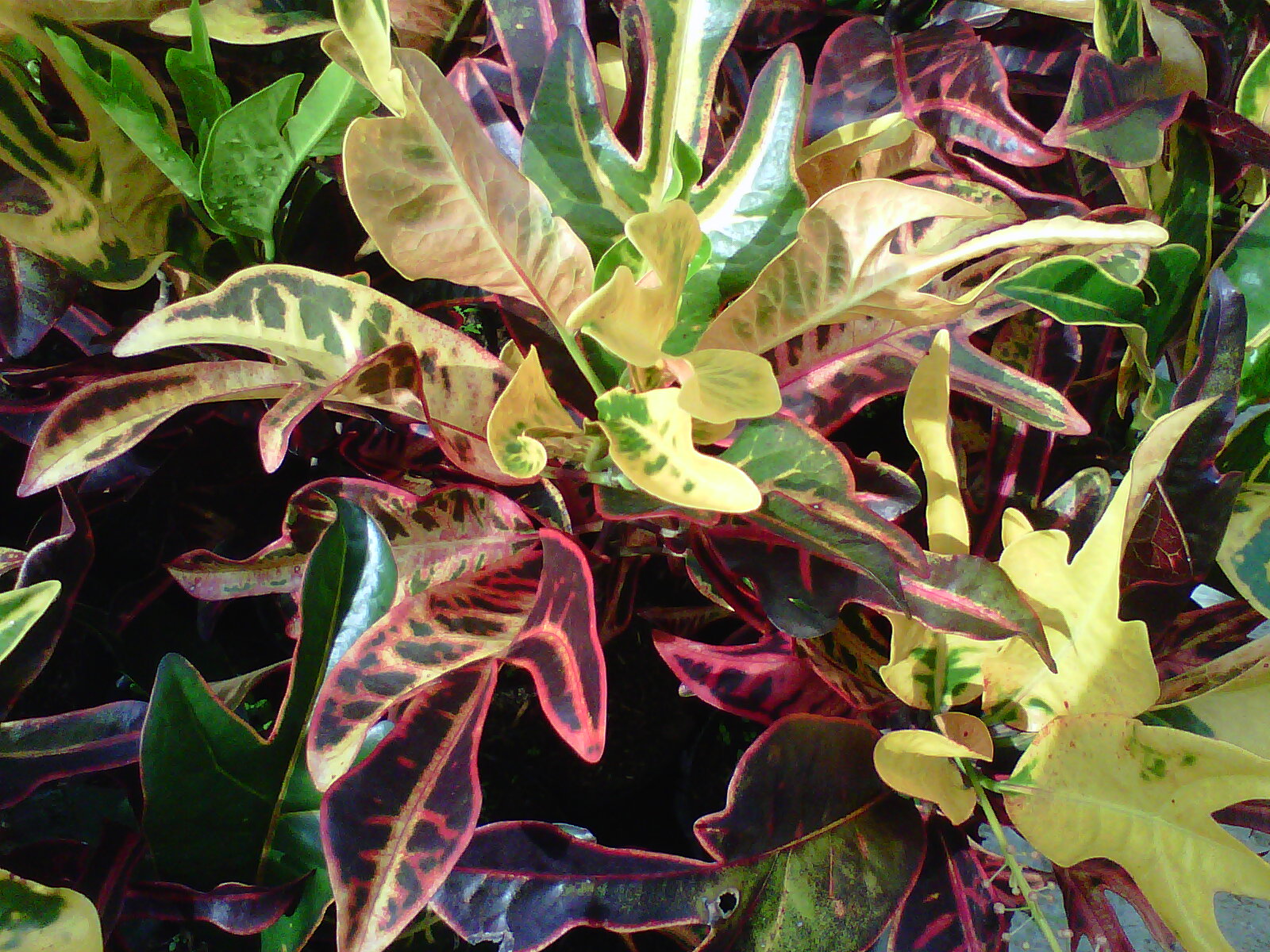 Tanaman Hias Jakarta dan Tangerang: jual pohon puring zet pohon puring ...