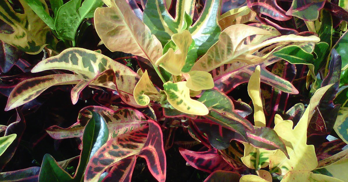 Tanaman Hias Jakarta dan Tangerang: jual pohon puring zet pohon puring ...