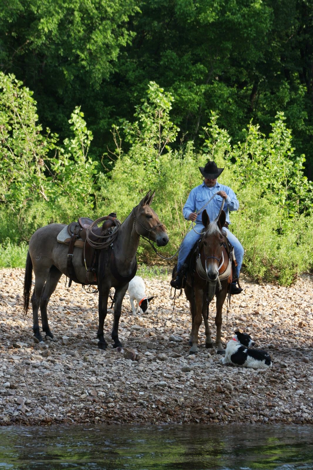 PairADice Mules: PairADice's Lexie Memorial Day Trail Riding