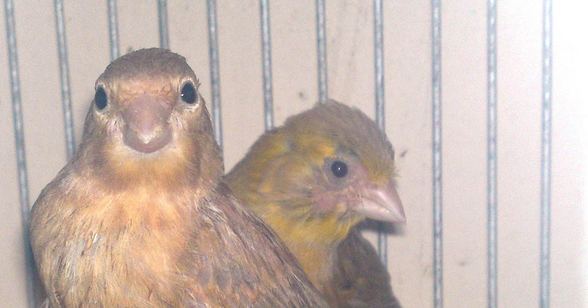 Timbrados Panama: Audios para Educar