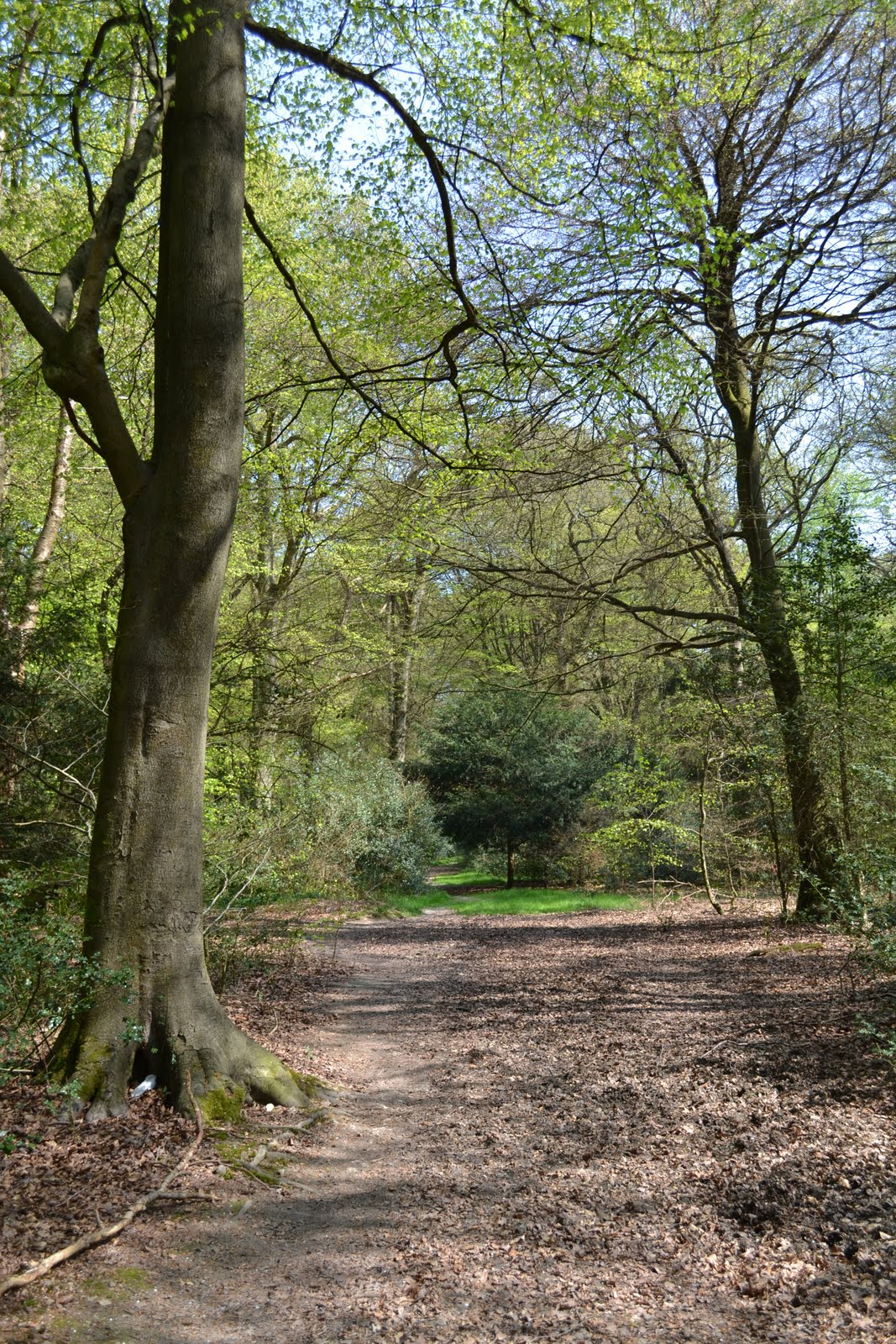 Walks among Flowers: Buckinghamshire: Hughenden to Bradenham (Chiltern ...