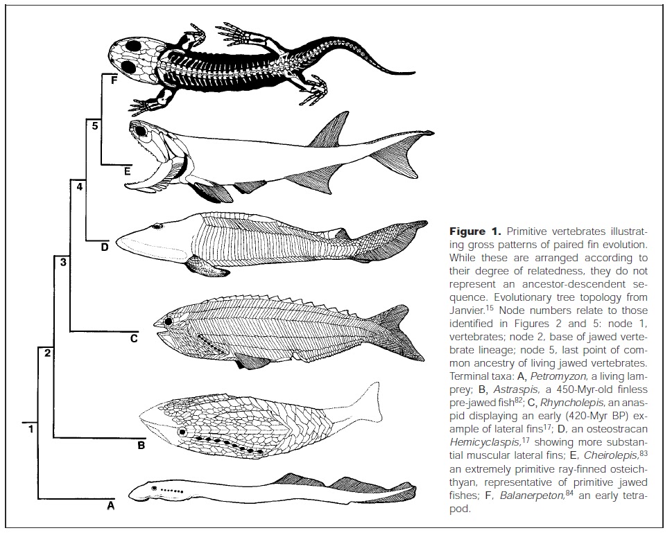 Furahan Biology and Allied Matters: The 'lateral fin theory' and ...