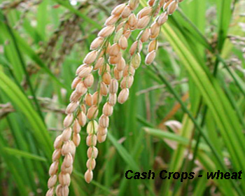 Cash Crops log: Cash Crop Wheat