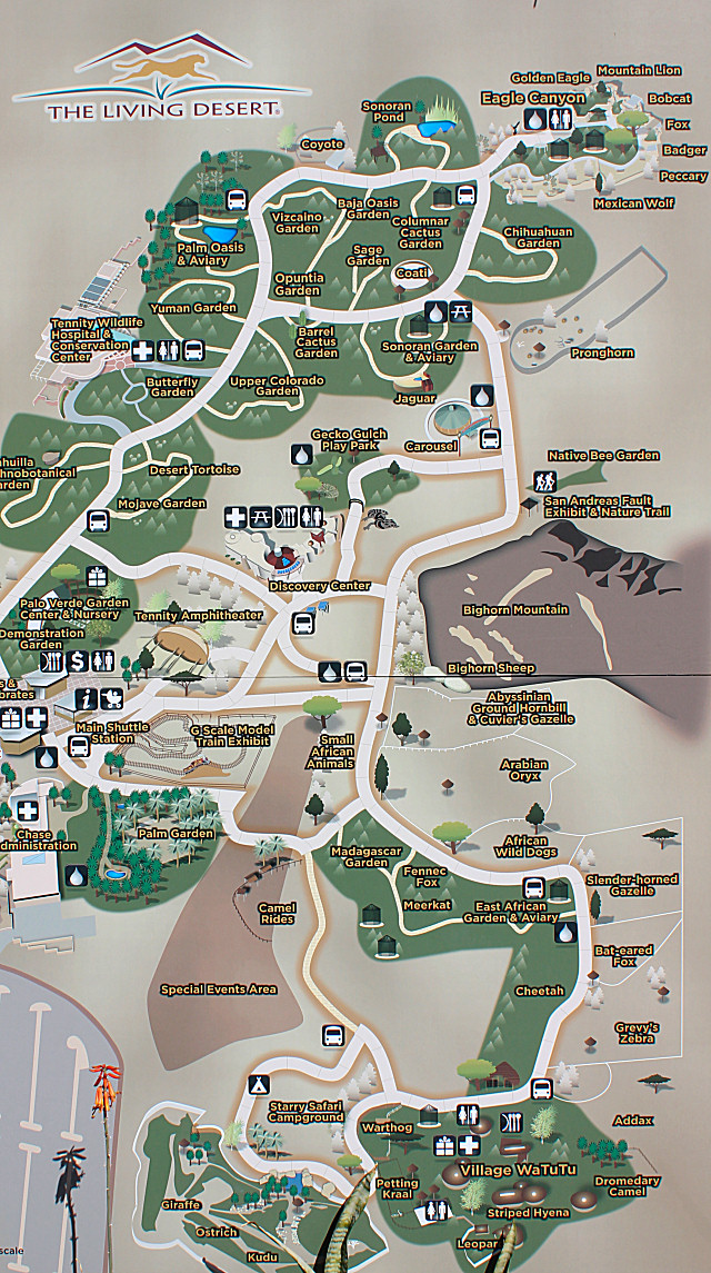 Fun Under the Desert Sun: The Living Desert