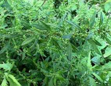 ERVAS CURATIVAS: ERVA DE SANTA MARIA