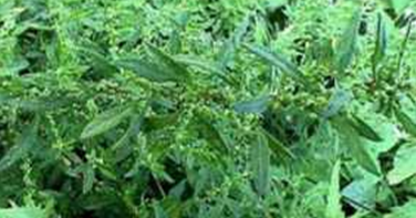 ERVAS CURATIVAS: ERVA DE SANTA-MARIA