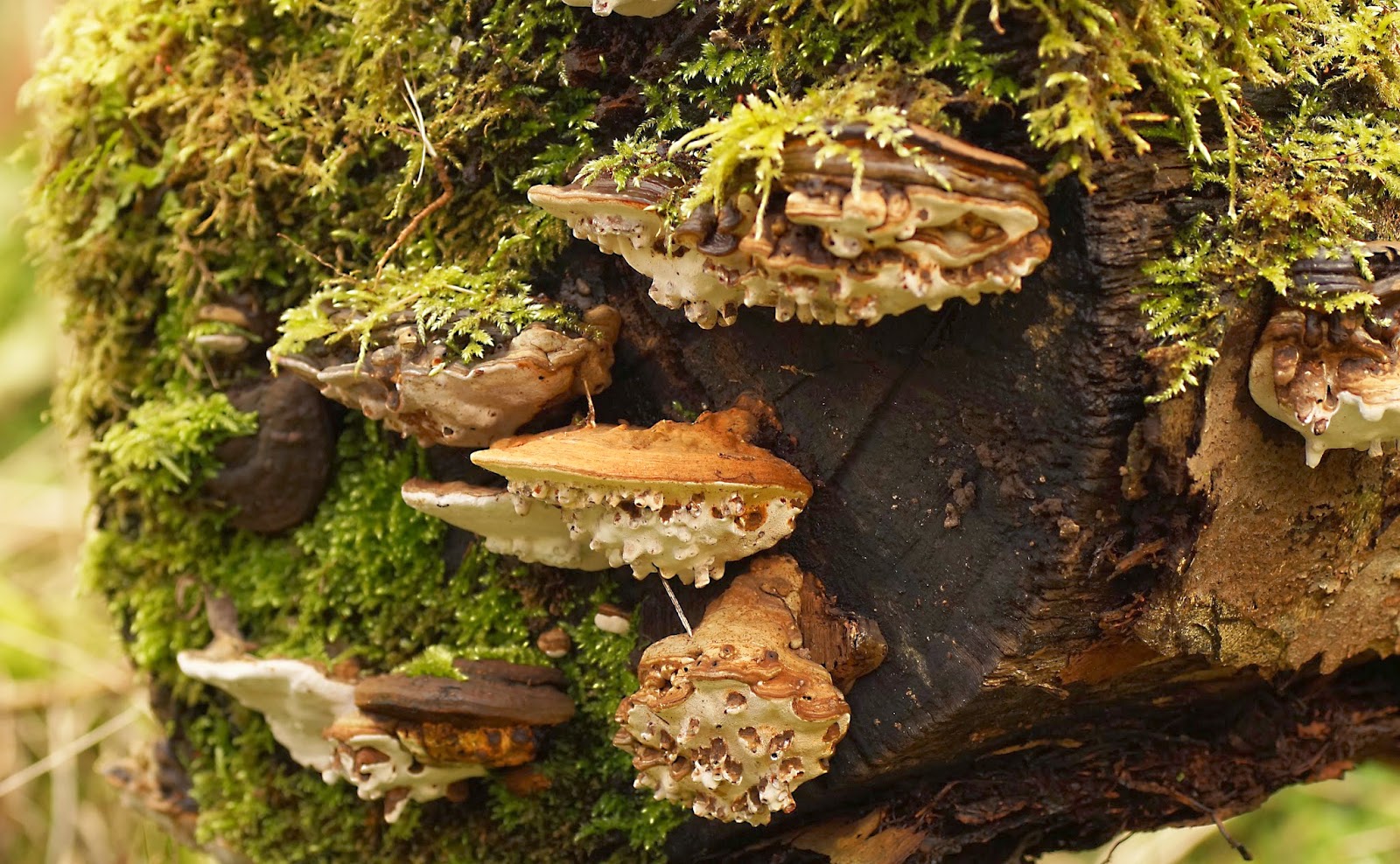 Churnet Valley Wildlife : Two fungi in the Churnet Valley