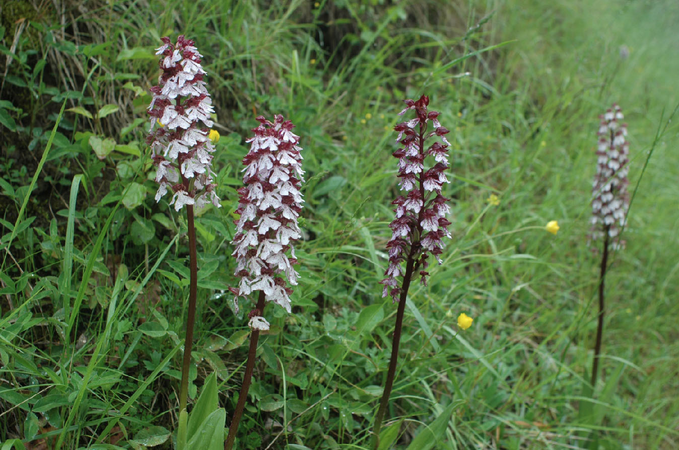 Antipodes: Varieties of orchids at Gamone