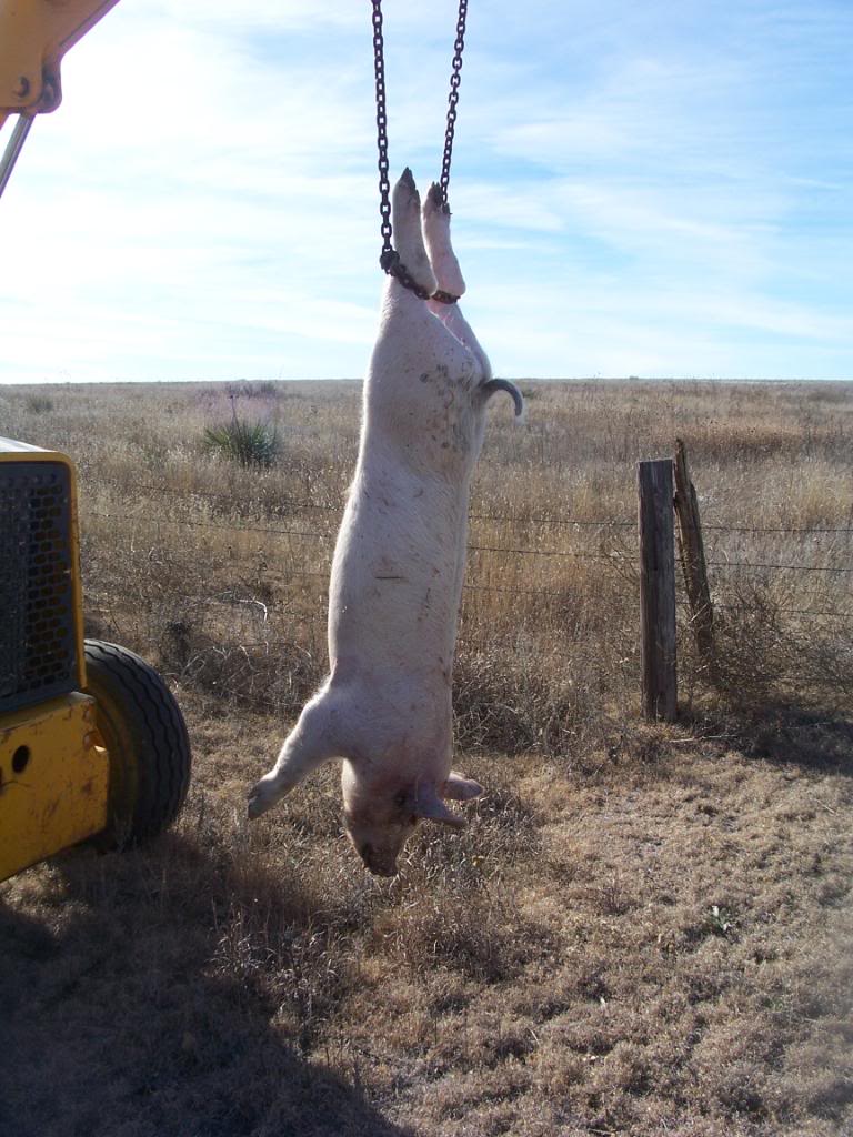 Cowgirl's Country Life: Cooking a Whole Hog Underground