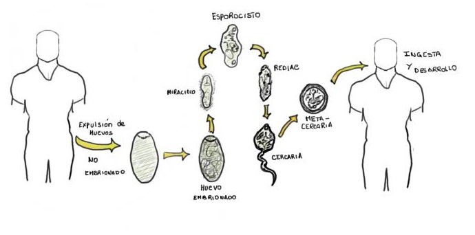 Ciclo De Vida Da Fasciolopsis Buski PARASITOSES HUMANAS
