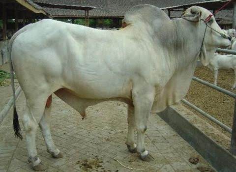Jenis-jenis Sapi Lokal Indonesia Penghasil Daging | 1001 Catatan, Cara ...