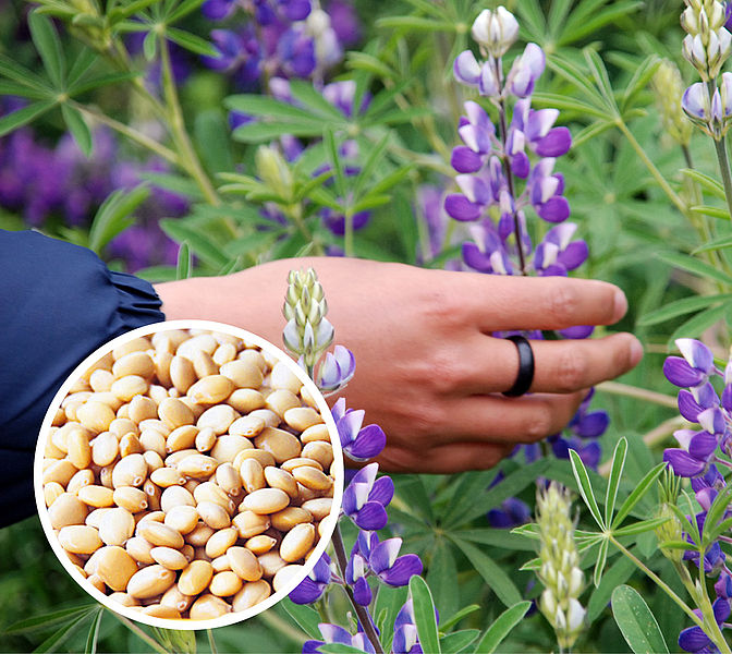 Lupinus mutabilis «chocho» - Id Plantae