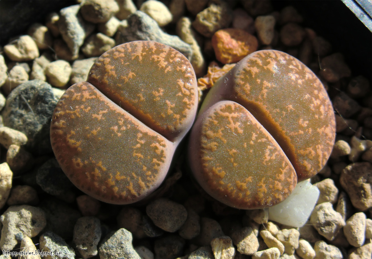 Lithops Stories: Lithops plant size: Part 1 (17 pics)
