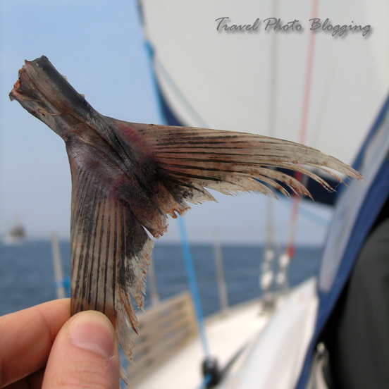 Travel Photo Blogging: The best fish is a fresh fish