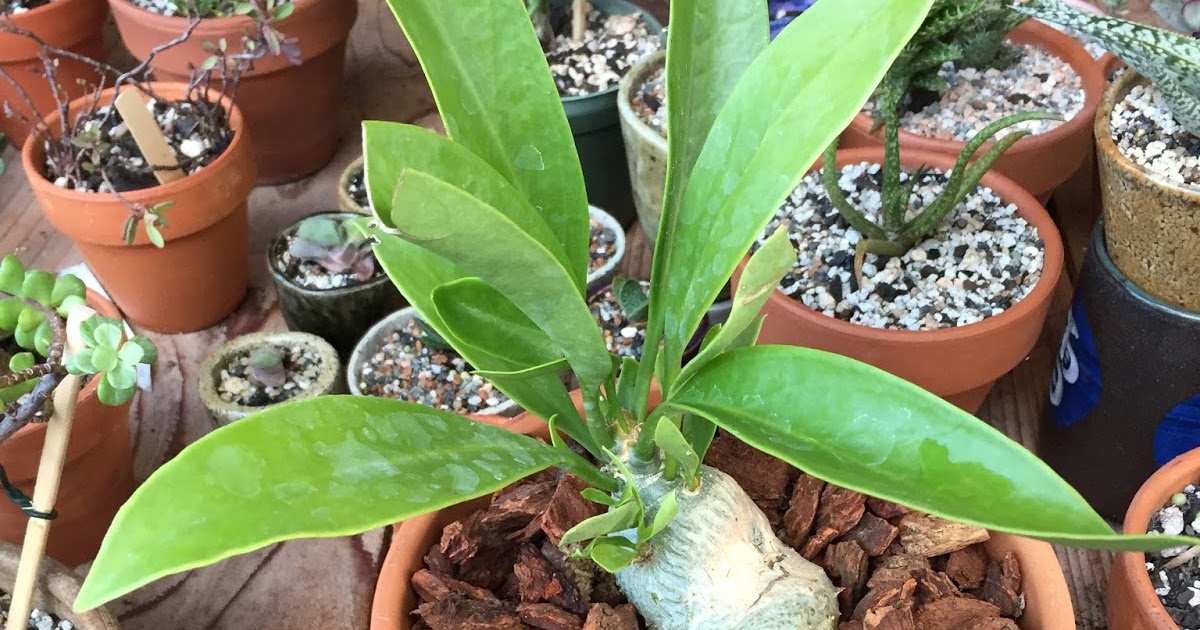 The Succulents and Pottery Compulsion: New Plant - Myrmecodia tuberosa ...