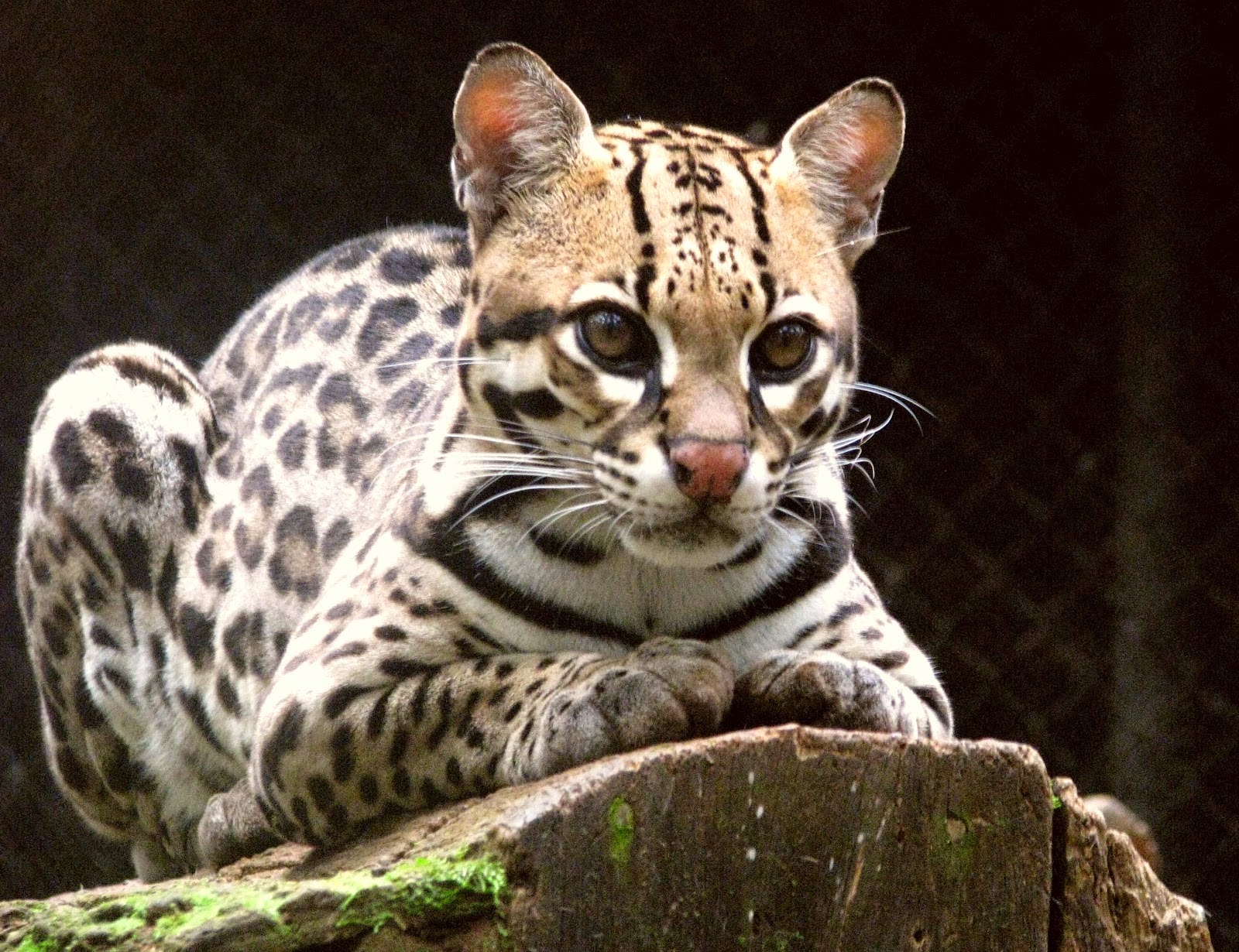 EL OCELOTE