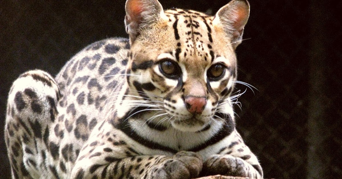 EL OCELOTE