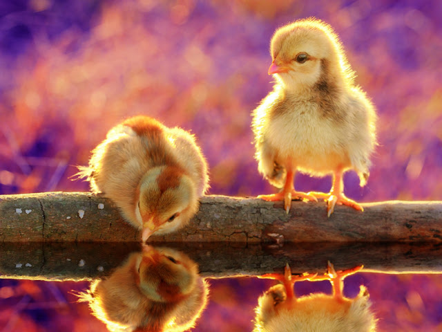 Pollitos wallpapers