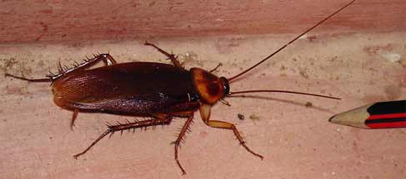Bug and Termite Control: Ways to Take the Palmetto Bugs Out of Your Way