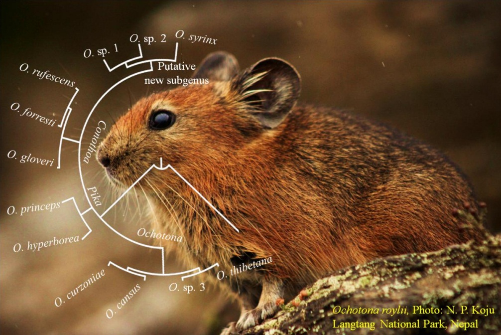 Species New to Science: [Mammalogy • 2017] Multilocus approaches reveal ...