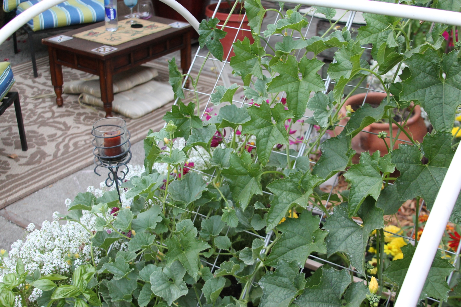 Liisa's Garden Journey: Growing Luffa ~ Loofah ~ Lufah