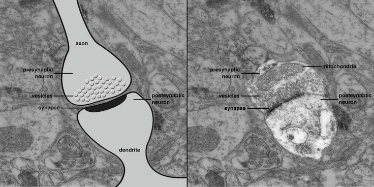 B.log.ia 2.0: Sistema Nervioso II: señales eléctricas y químicas en las ...