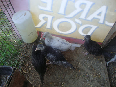 Mi corralito: Chicken blue andalusian