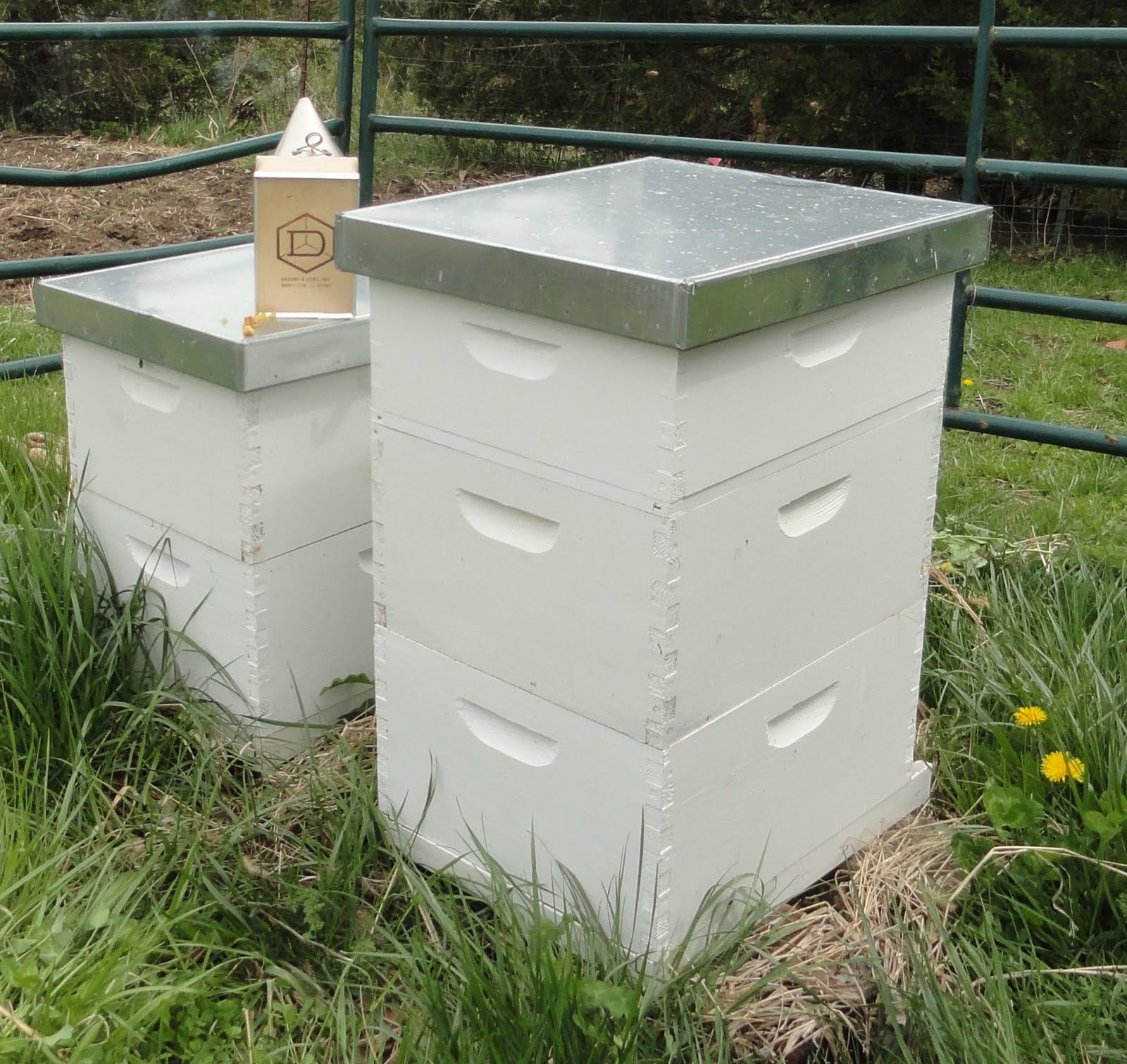 Mustang Dreams....: We have added 3 more bee hives...
