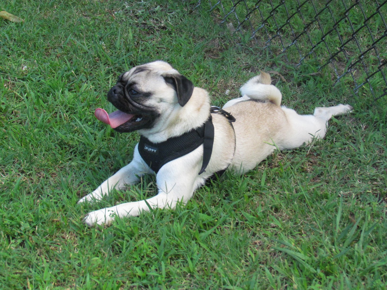 two spoiled pugs: July pug meet ups