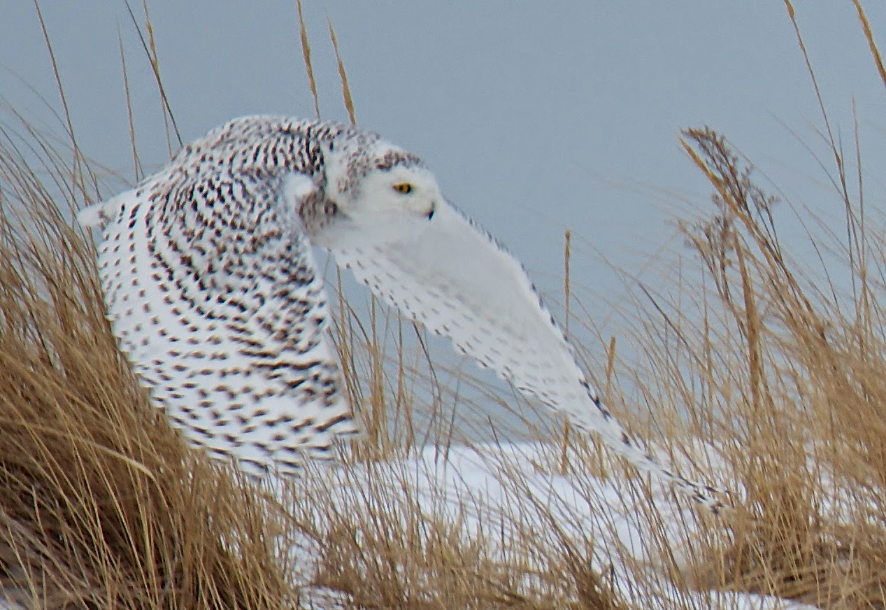 50 & Fabulous: Snowy Owls in Rhode Island