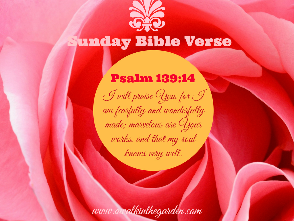 A Walk In The Garden: Sunday Bible Verse