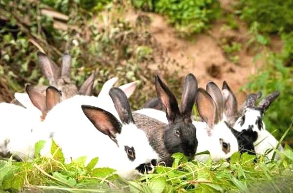 THE STORY OF THE ARMY OF RABBITS | story