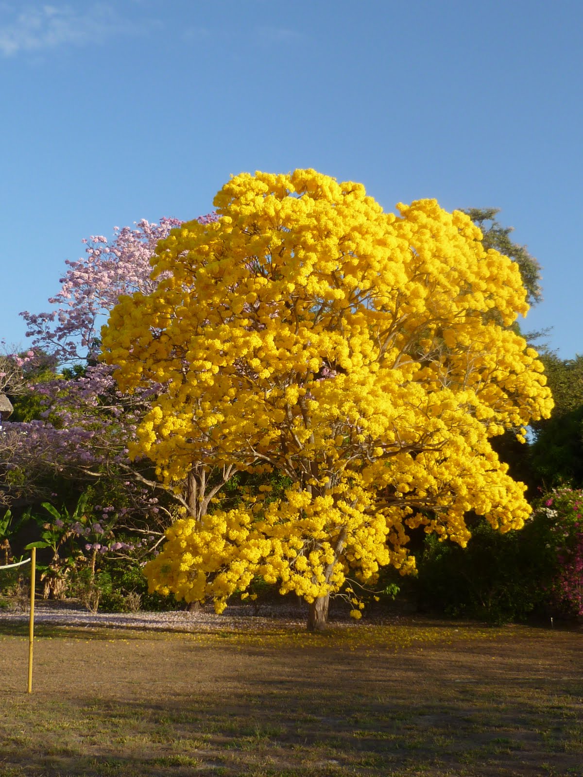 chris and bobs excellent adventure: Remember the Guayacan Tree.
