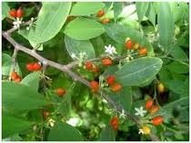 FARMASI: COCA FOLIUM