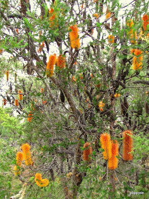 Sydney's Wildflowers and Native Plants: Banksia ericifolia - Heath Banksia.