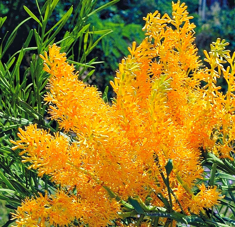 Possum Valley Animal Sanctuary Inc.: Festive Flowers: Western Australia ...