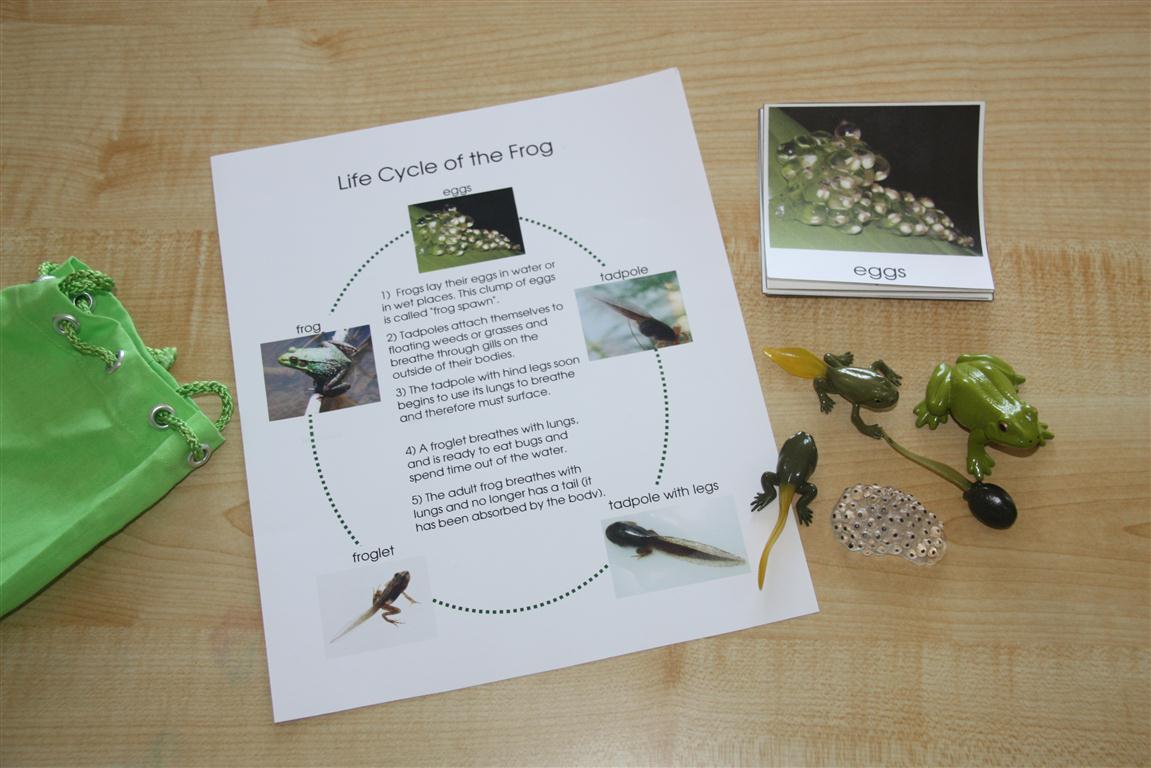 Counting Coconuts: Mini Unit - Pond