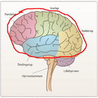 Hjernen: Storhjernen