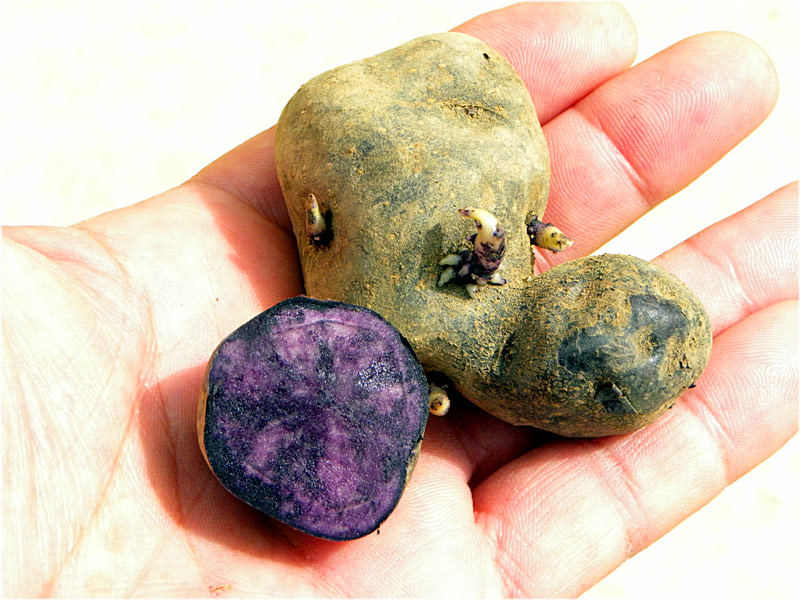 FOTO NATURA HUESCA 2: PATATA VIOLETA purple potato