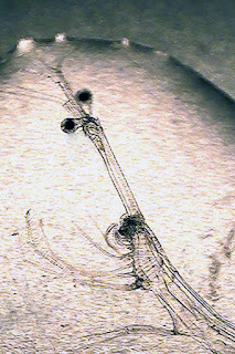 HIMB Community Education Program: LUCIFER - the planktonic shrimp