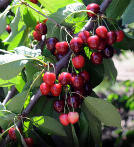 Nursery Plants: The kind of Bing Cherry Tree