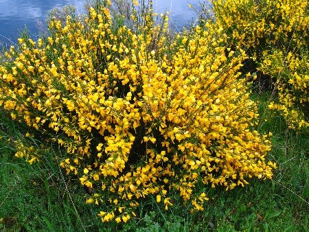 Cytisus scoparius, Retama negra - Descripción Cultivo y Cuidados