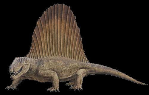 Dinosaurios animales prehistoricos: Dimetrodon ( Dientes de doble medida )