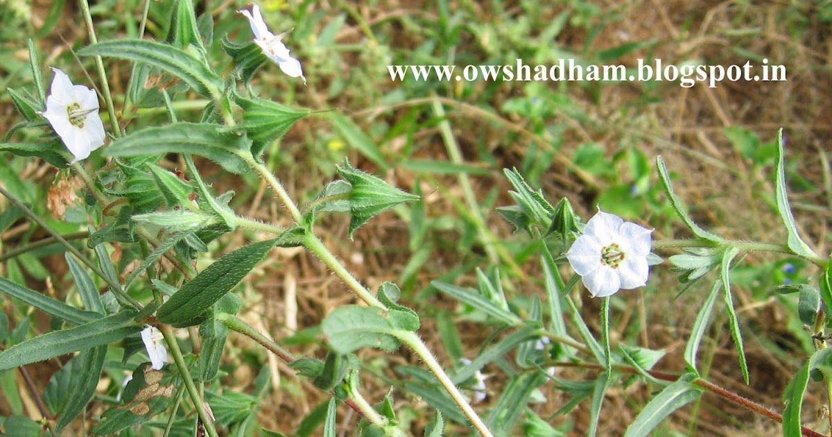 தசை, மூட்டு வலி நீக்கும் மூலிகை - Thasai, moottu valiku mooligai ...