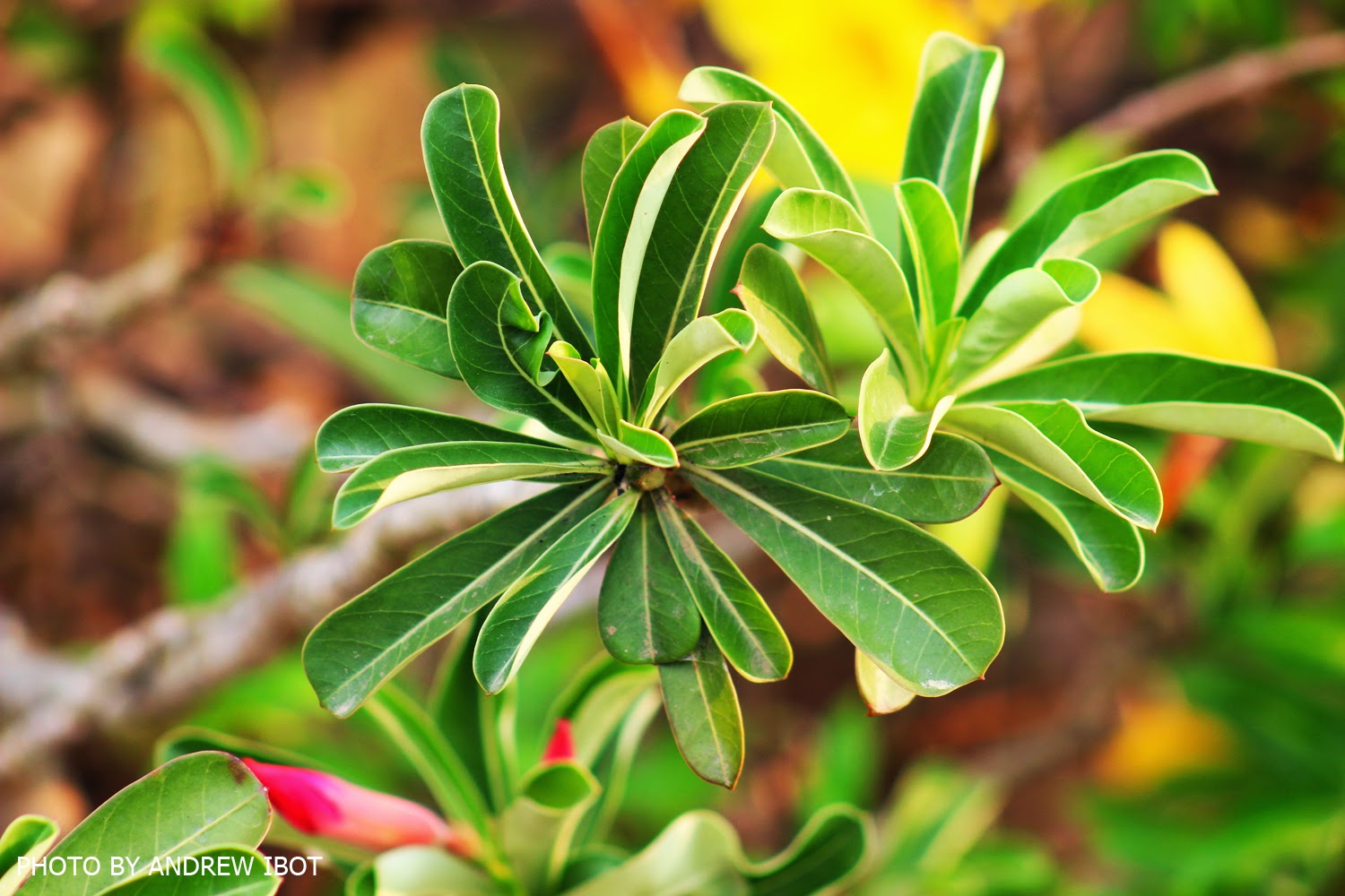 Ako si ANDREW IBOT!: Kalatsutsi (Plumeria acuminata Ait)