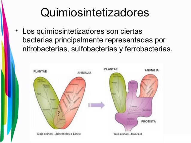 Quimiótrofos oxidantes