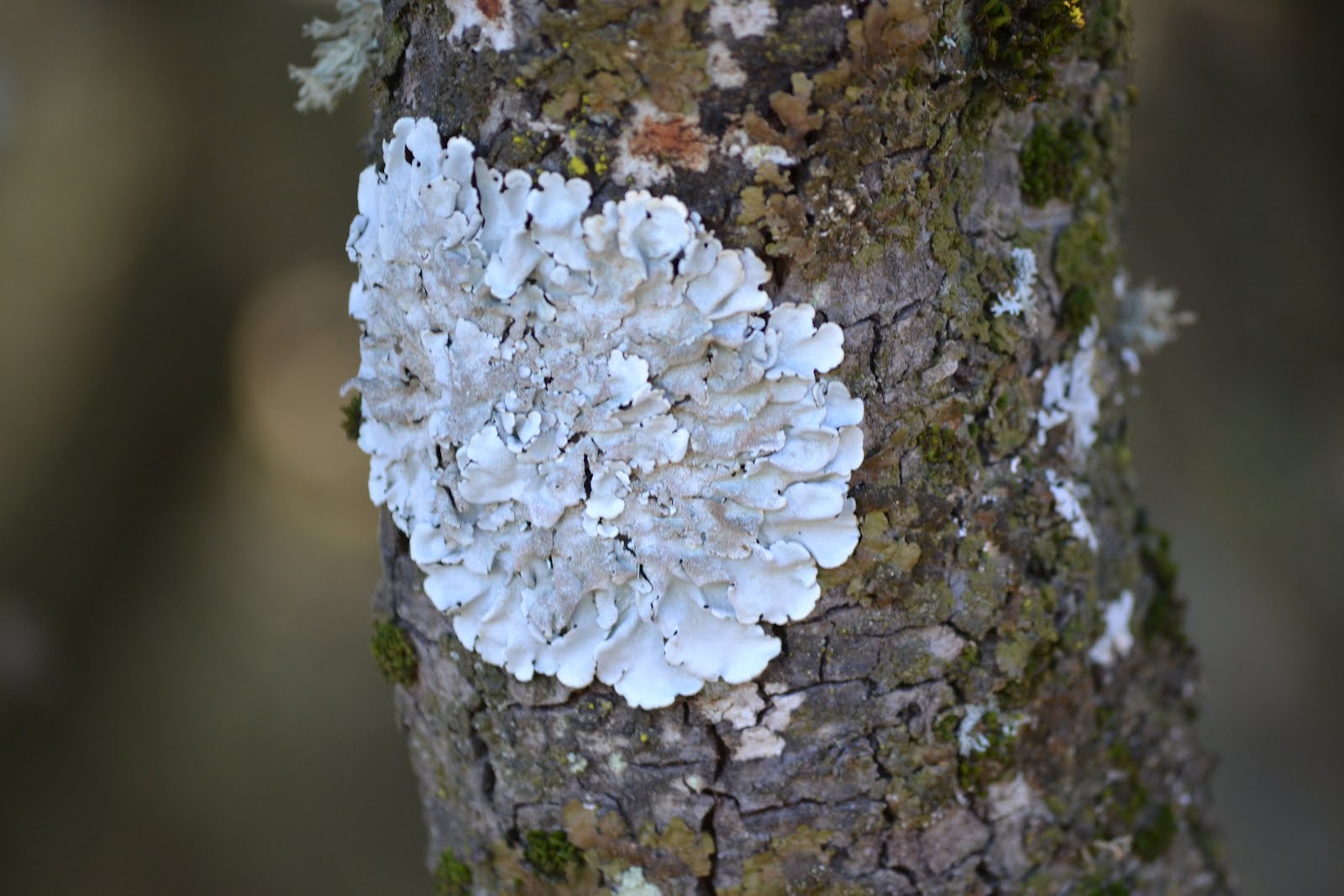 EN EL MONCAYO: Liquen Acorazonado (Parmelina tiliacea (Hoffm.) Ach.